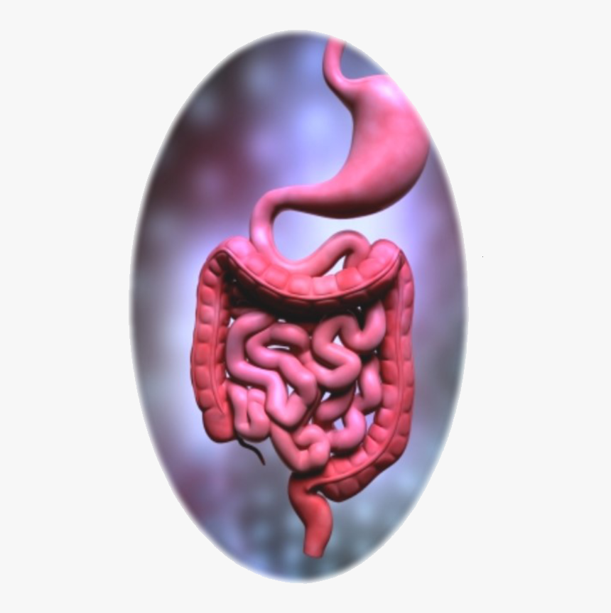 Mothernature Intestines - Digestive System Organs Colours, HD Png ...