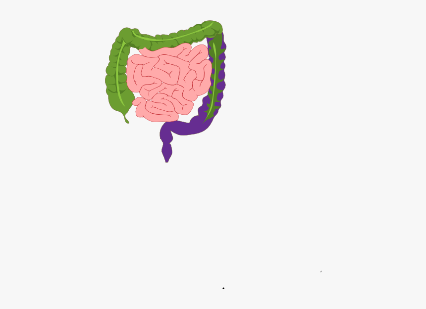 Digestive System, HD Png Download , Transparent Png Image - PNGitem