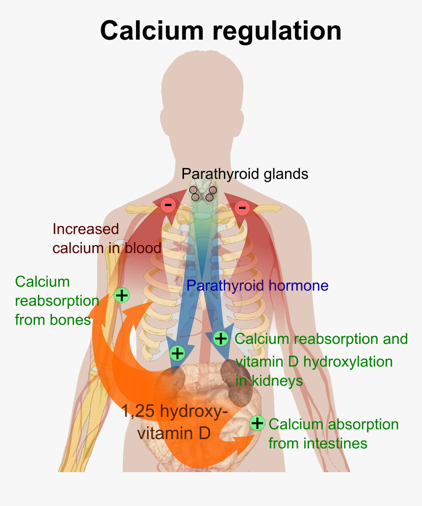 Calcium Regulation - Calcium Does For The Body, HD Png Download ...