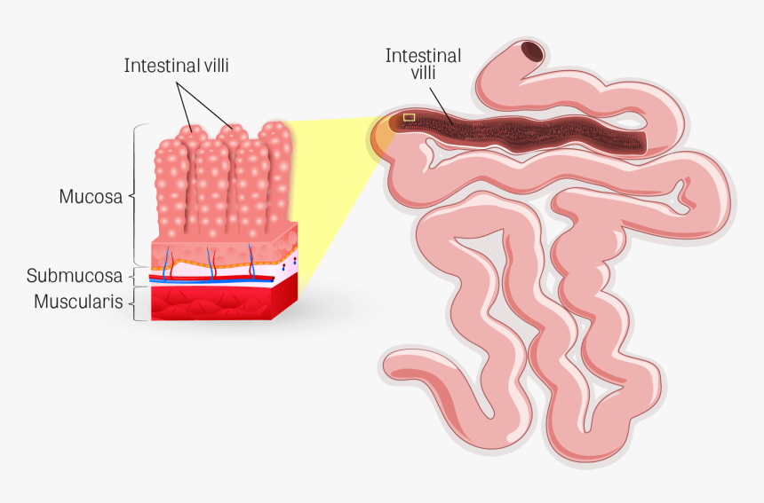 Intestine Lumen, HD Png Download , Transparent Png Image - PNGitem