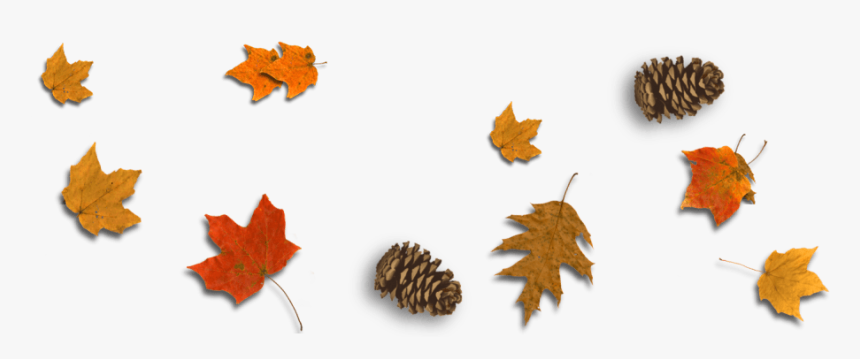 Maple Leaf, HD Png Download , Transparent Png Image - PNGitem