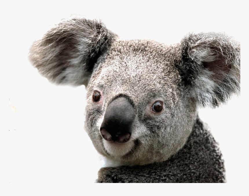 Koala Png Image Background - Transparent Background Koala Png, Png ...