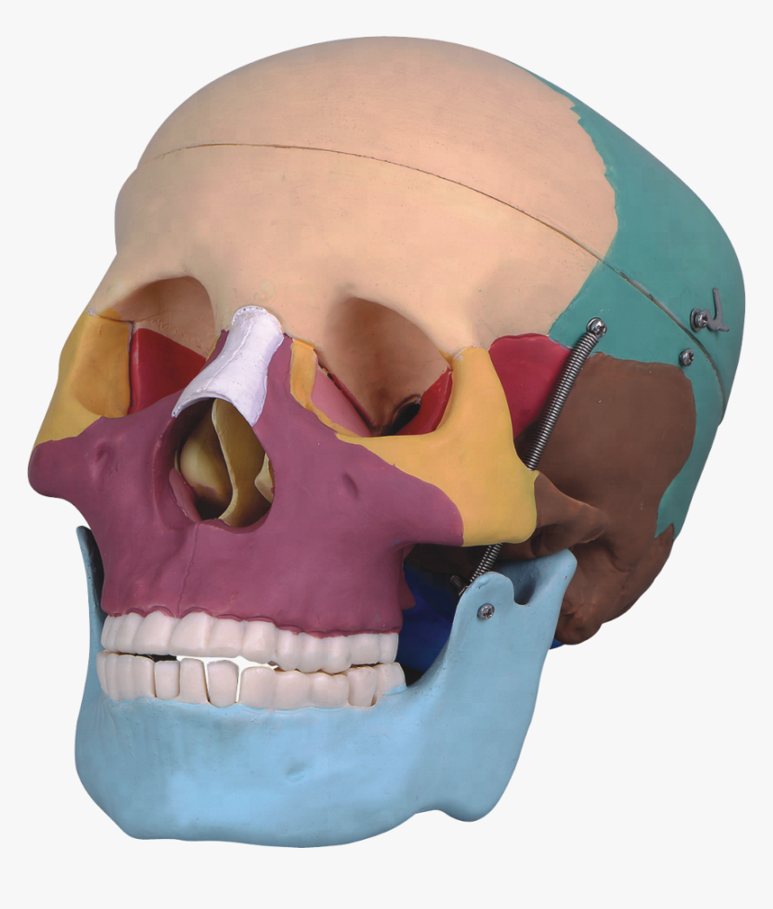 Life Size Human Skull With Colored - Skull, HD Png Download ...