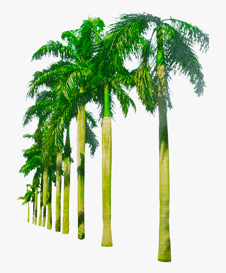 Transparent Black Palm Tree Png - Palm Tree Png Transparent, Png ...
