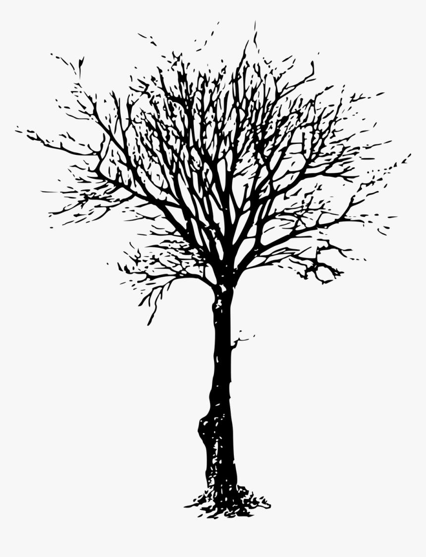 Dead Tree Png Draw, Transparent Png , Transparent Png Image - PNGitem