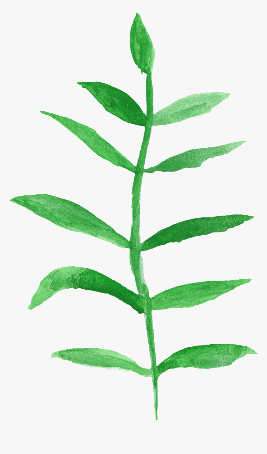 Watercolors Flowers With A Stem Transparent - Stem Flower Watercolor ...