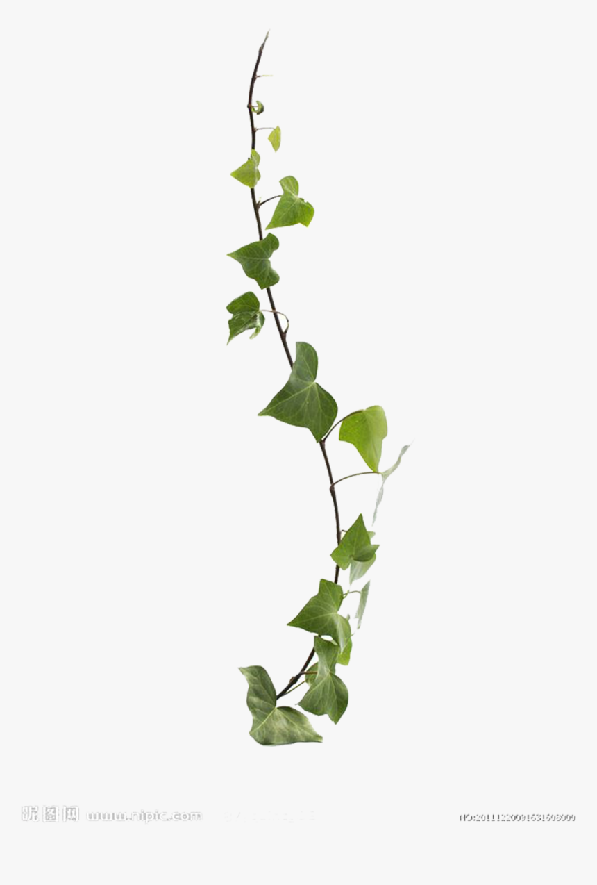 Transparent Plant Stem Png - Transparent Background Vine Png, Png ...