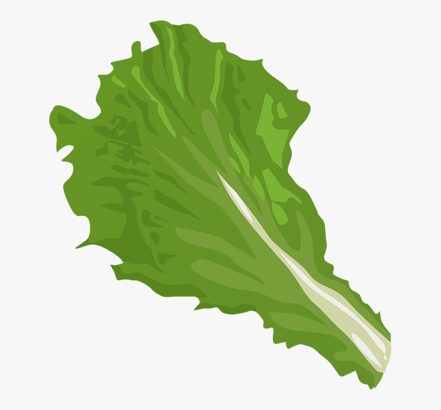 Lettuce Slice Clip Art