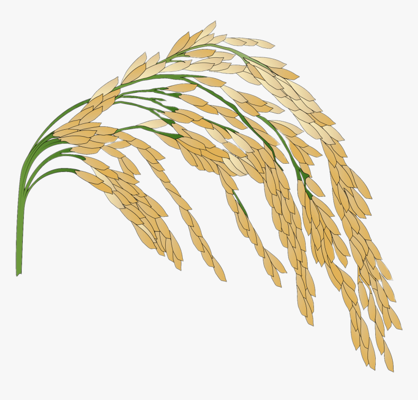 Rice Plant Illustration - Rice Crop No Background, HD Png Download ...