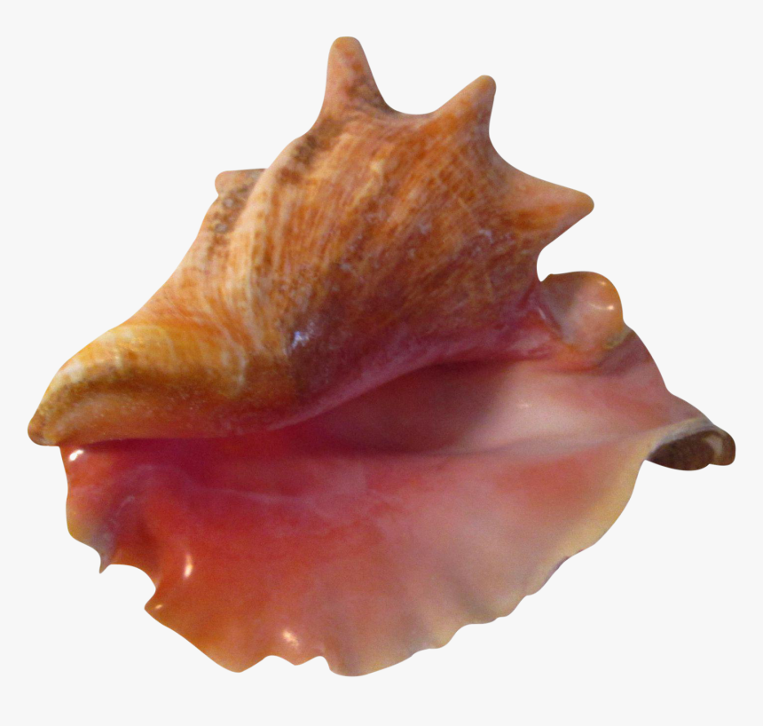 Large Pink Bahamian Ruffled Shell Chairish - Conch, HD Png Download ...