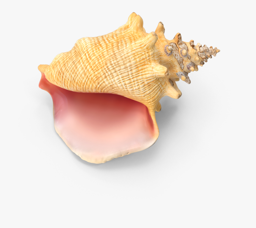 Conch , Png Download - Shell, Transparent Png , Transparent Png Image ...
