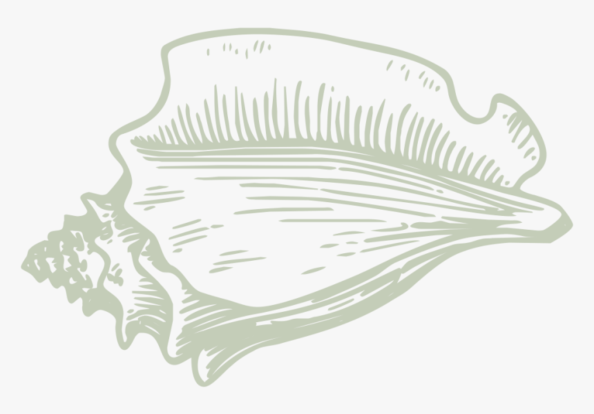Pu U - Hawaiian Conch - Transparent Conch Shell Png, Png Download ...