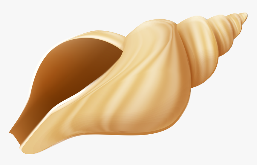 Transparent Conch Shell Clipart - Sea Shell With Transparent Background ...