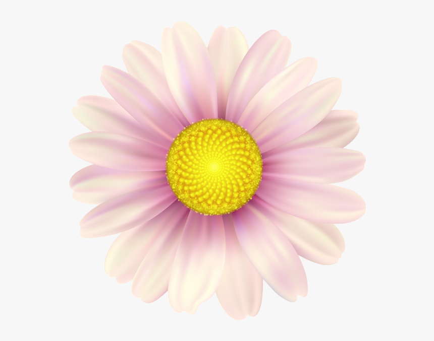 Pink Transparent Daisy, HD Png Download , Transparent Png Image - PNGitem