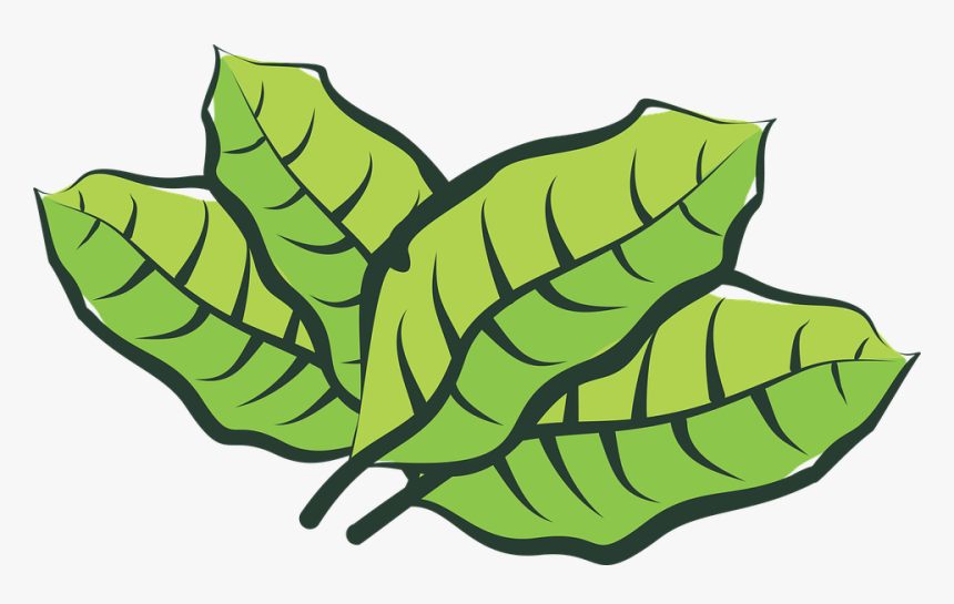 Leaf, Vegetable, Plantation, Plants, Vegetation, Green - Folha De Fumo ...