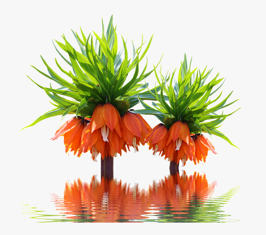 Reflection, HD Png Download , Transparent Png Image - PNGitem