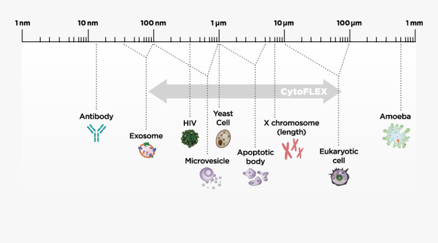 Cytoflex Diagram Particle Sizes - Microvesicles And Flow Cytometry, HD ...