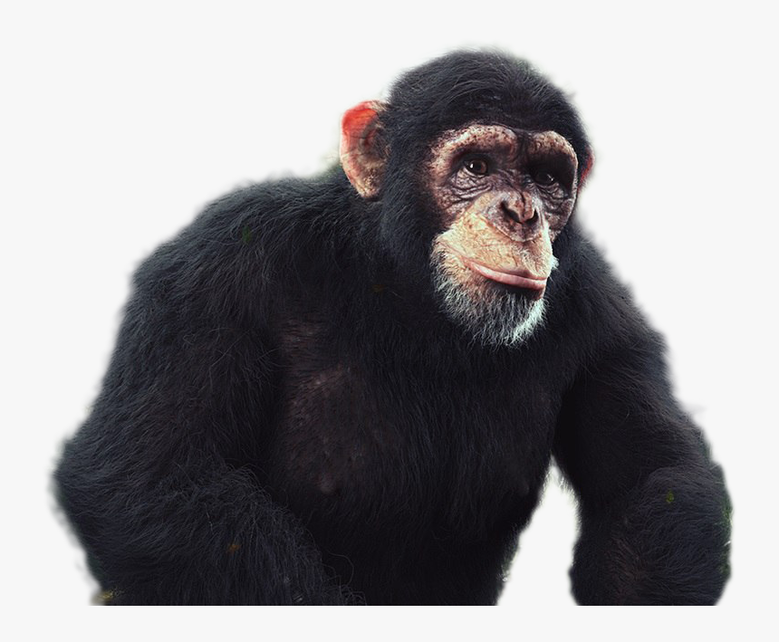 Chimpanzee Png Image - Chimpanzee Png, Transparent Png , Transparent ...