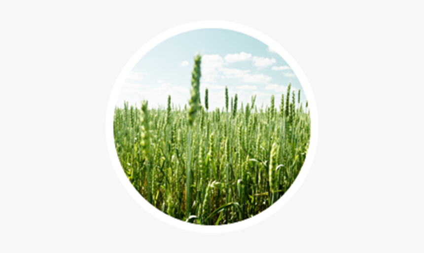 Grass, HD Png Download , Transparent Png Image - PNGitem