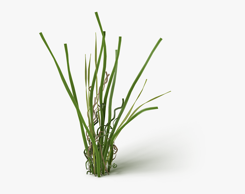 Grass, HD Png Download , Transparent Png Image - PNGitem