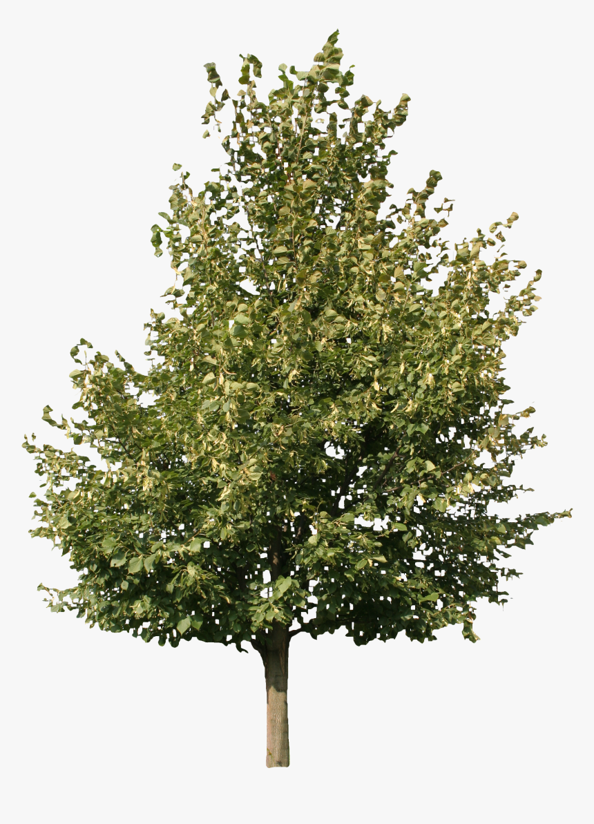 Maple Tree White Background, HD Png Download , Transparent Png Image ...