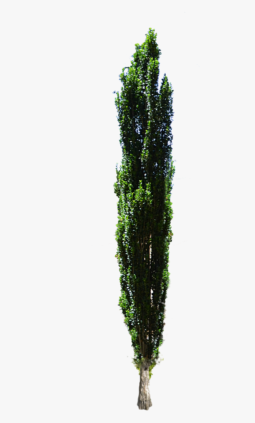 Cypress Tree Png - Christmas Lighted Swags, Transparent Png ...