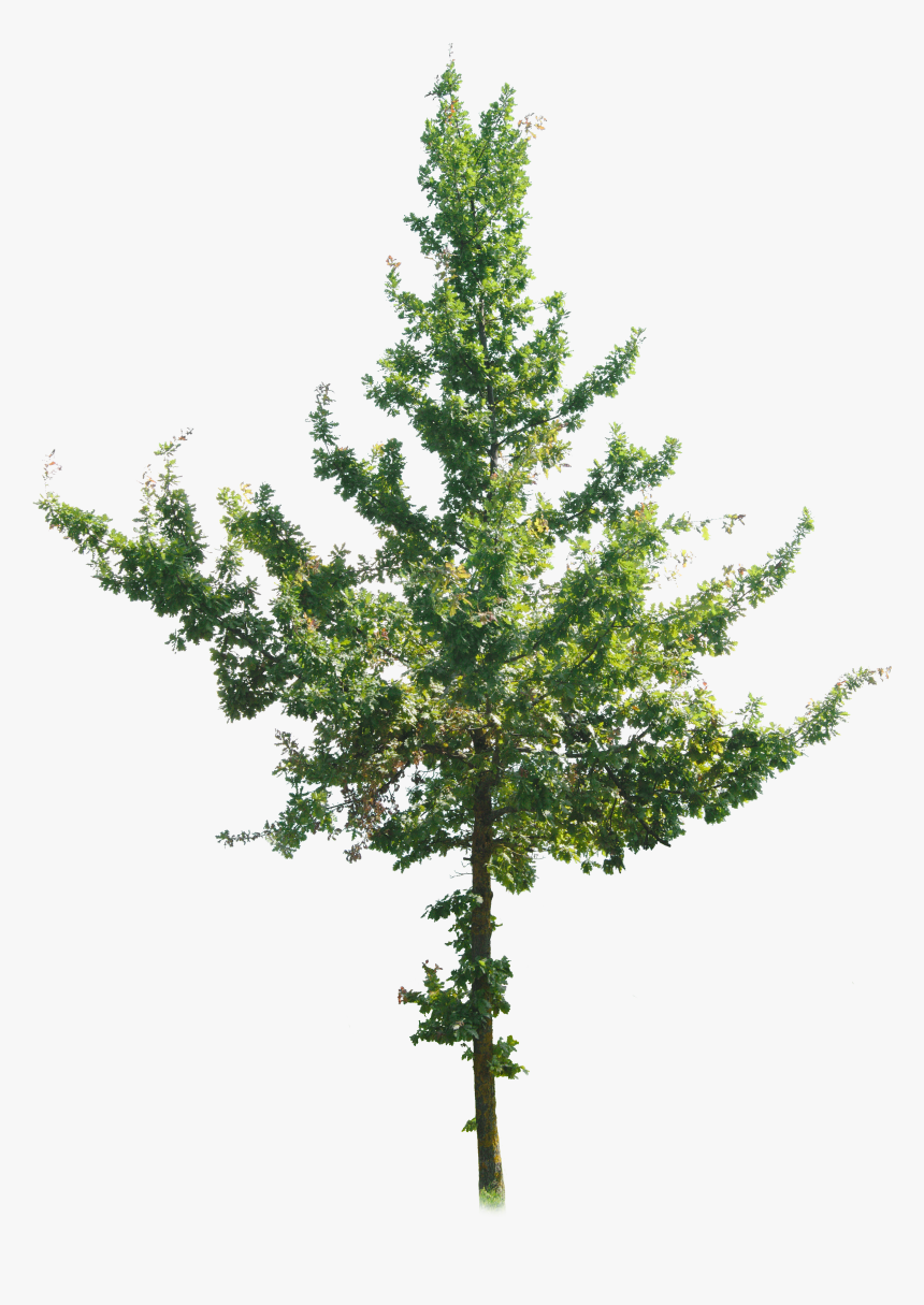 Tree 4k Cut Out, HD Png Download , Transparent Png Image - PNGitem