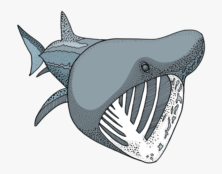 Transparent Cartoon Shark Png - Basking Shark Png, Png Download ...