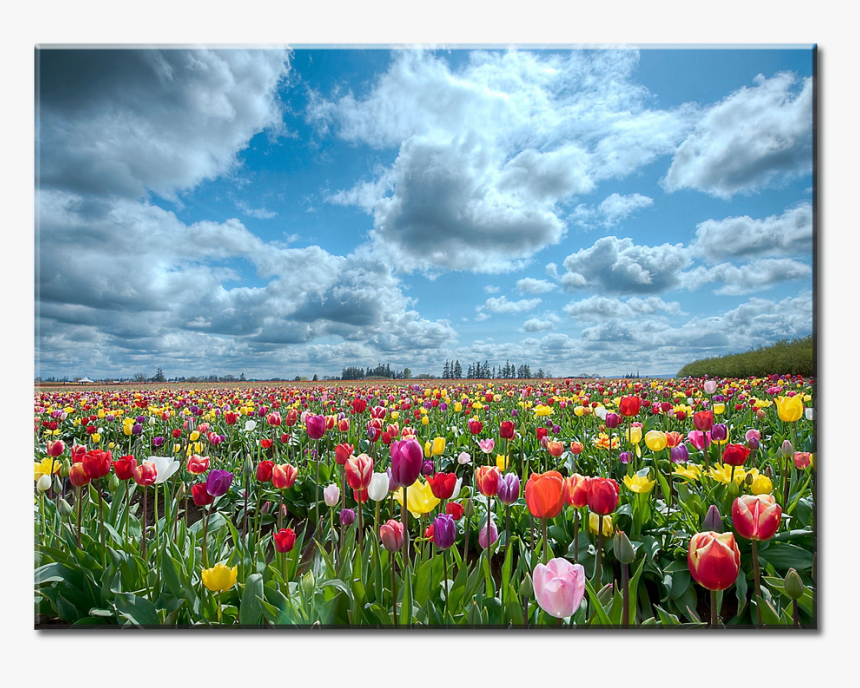 Flower Field Png, Transparent Png , Transparent Png Image - PNGitem