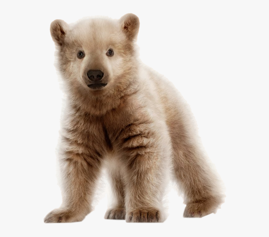 Bear Cub Png - Polar Bear And Grizzly Bear Cub, Transparent Png ...