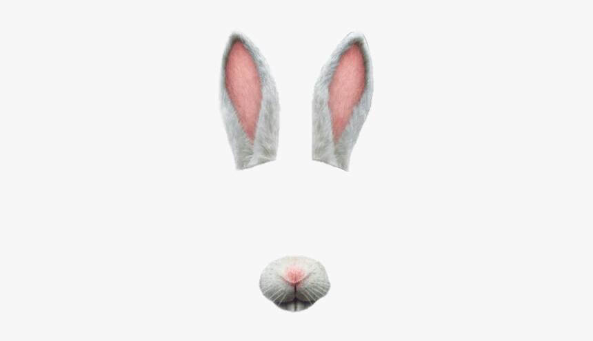 #rabbit #rabbitears #ears #nose #animal #teeth #cute - Png Rabbit Ears ...