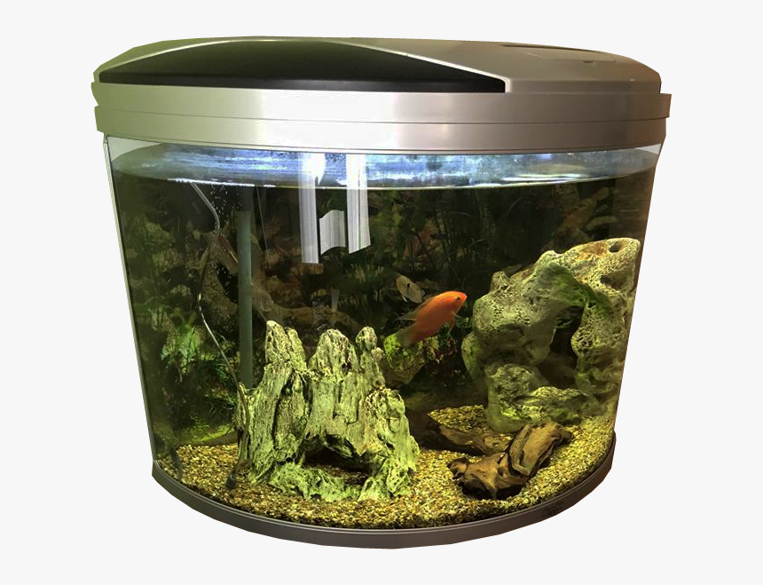 Fish Tank Transparent Background Fish Images - Fish Tank Clear ...