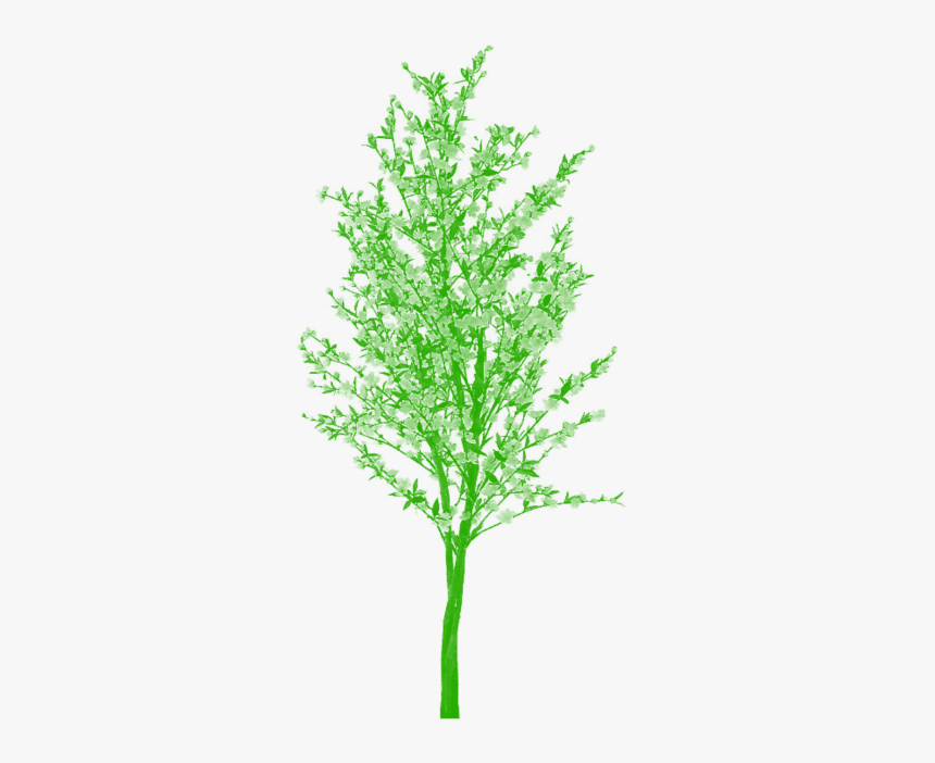 Free Tree Png Vector - Plants And Trees, Transparent Png , Transparent ...