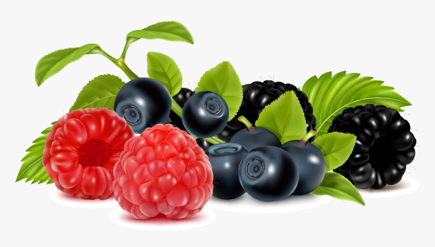 Vector Fruits Berries - Berries Clipart, HD Png Download , Transparent ...