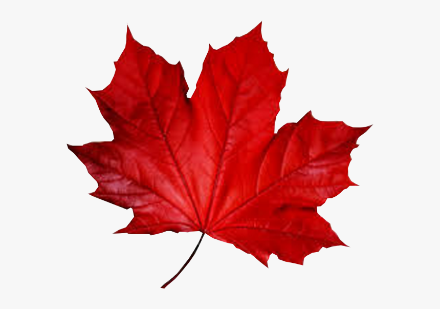 Maple Leaf Smule Autumn - Fall Red Leaf Png, Transparent Png ...
