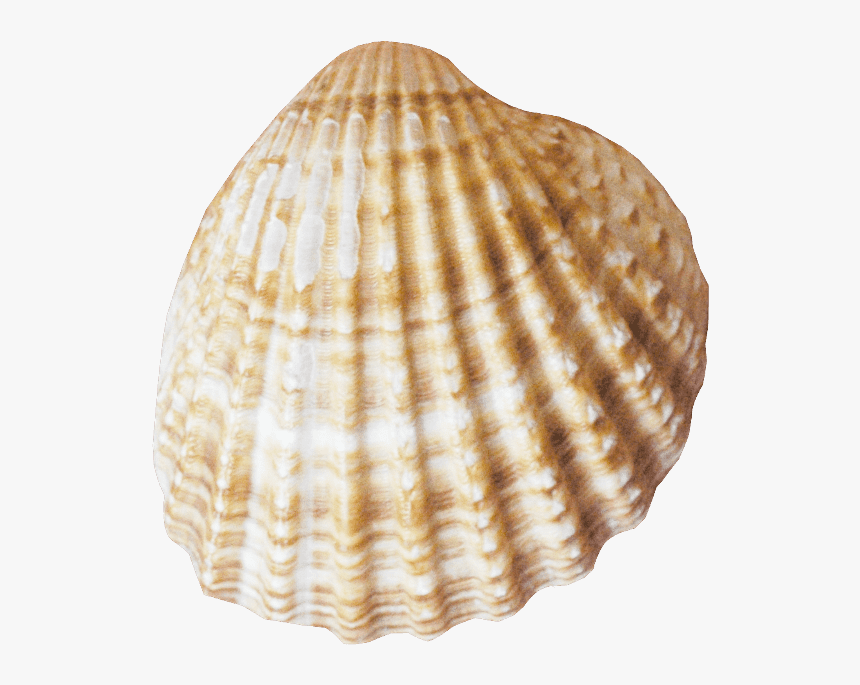 Conch - Pink Seashell Png, Transparent Png , Transparent Png Image ...
