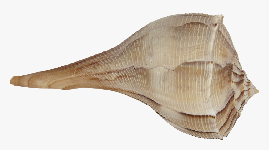 Whelk Left Hand - Conch, HD Png Download , Transparent Png Image - PNGitem