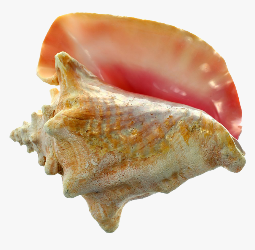 Conch Png Images - Colors Of Conch Shells, Transparent Png ...