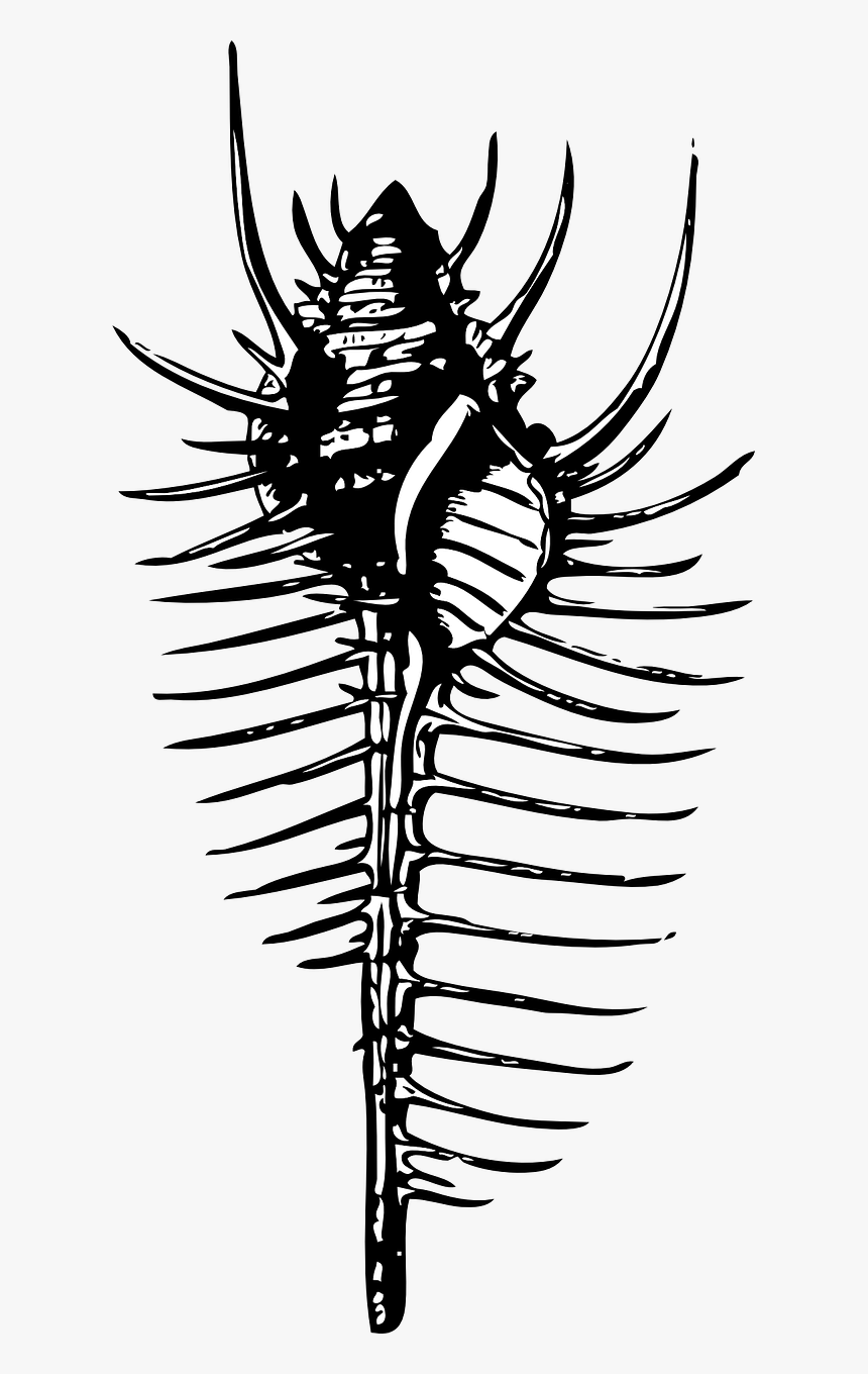 Shell Diagram Of Murex, HD Png Download , Transparent Png Image - PNGitem