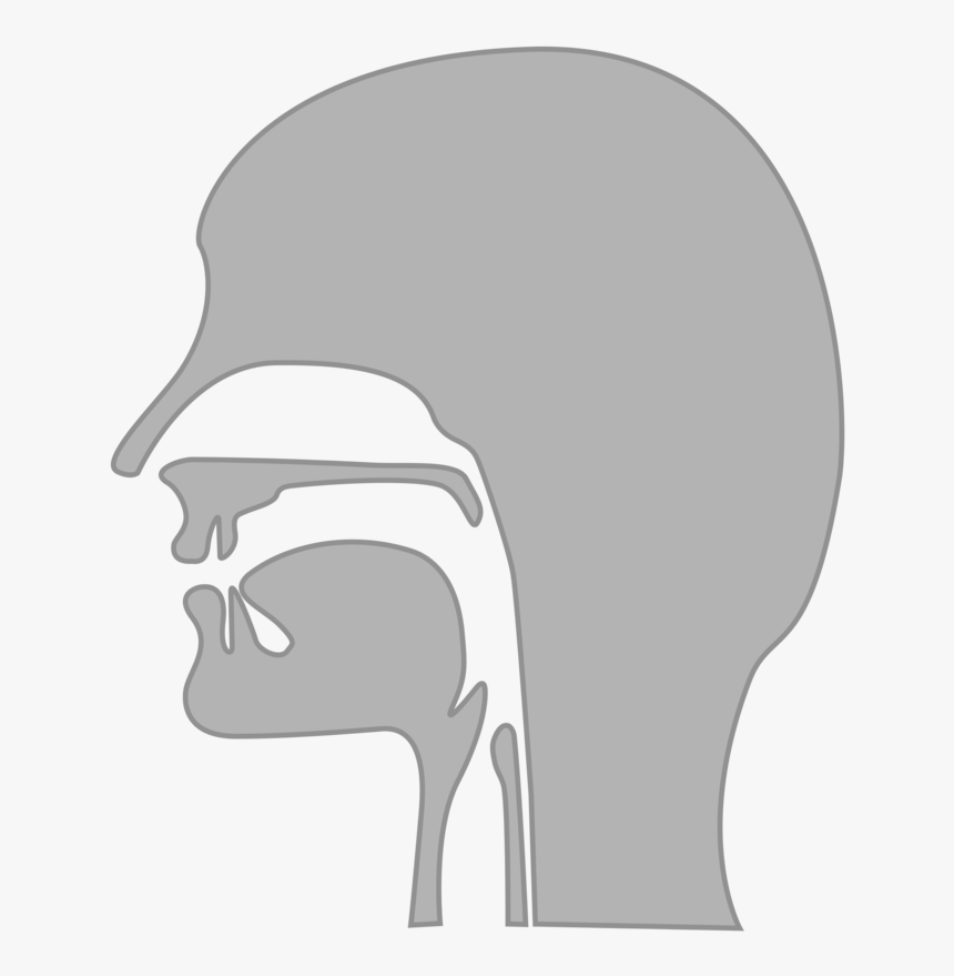 Midsagittal Diagram Of Vocal Tract, HD Png Download , Transparent Png ...