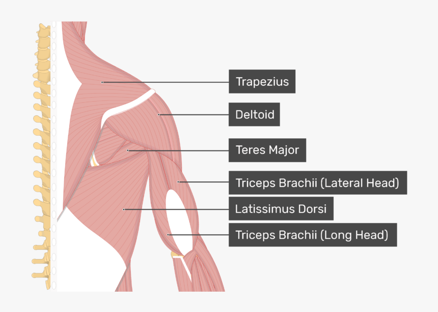 Image Showing Superficial Muscles Of The Back And Posterior ...