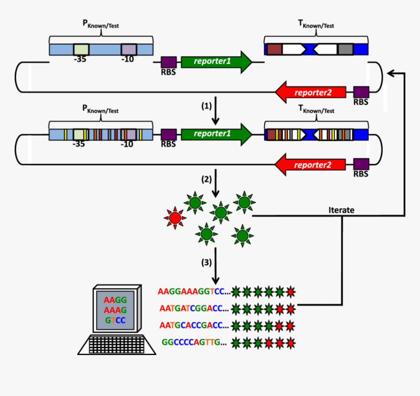 A Procedure To Generate Promoter And Terminator Libraries - Promoter ...