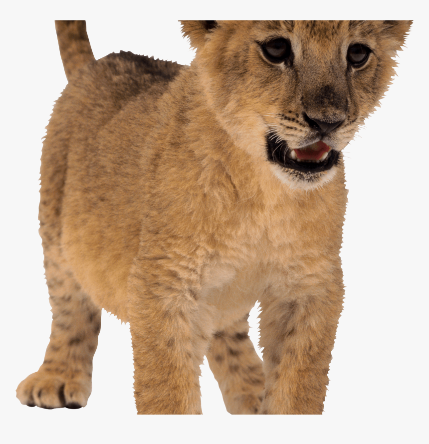 Lion Png -baby Lion Png - Baby Lion No Background, Transparent Png ...