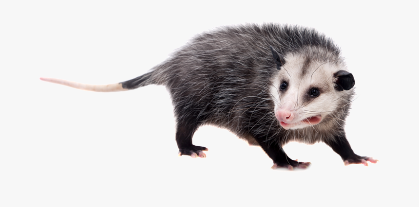 Opossums With White Background, HD Png Download , Transparent Png Image ...