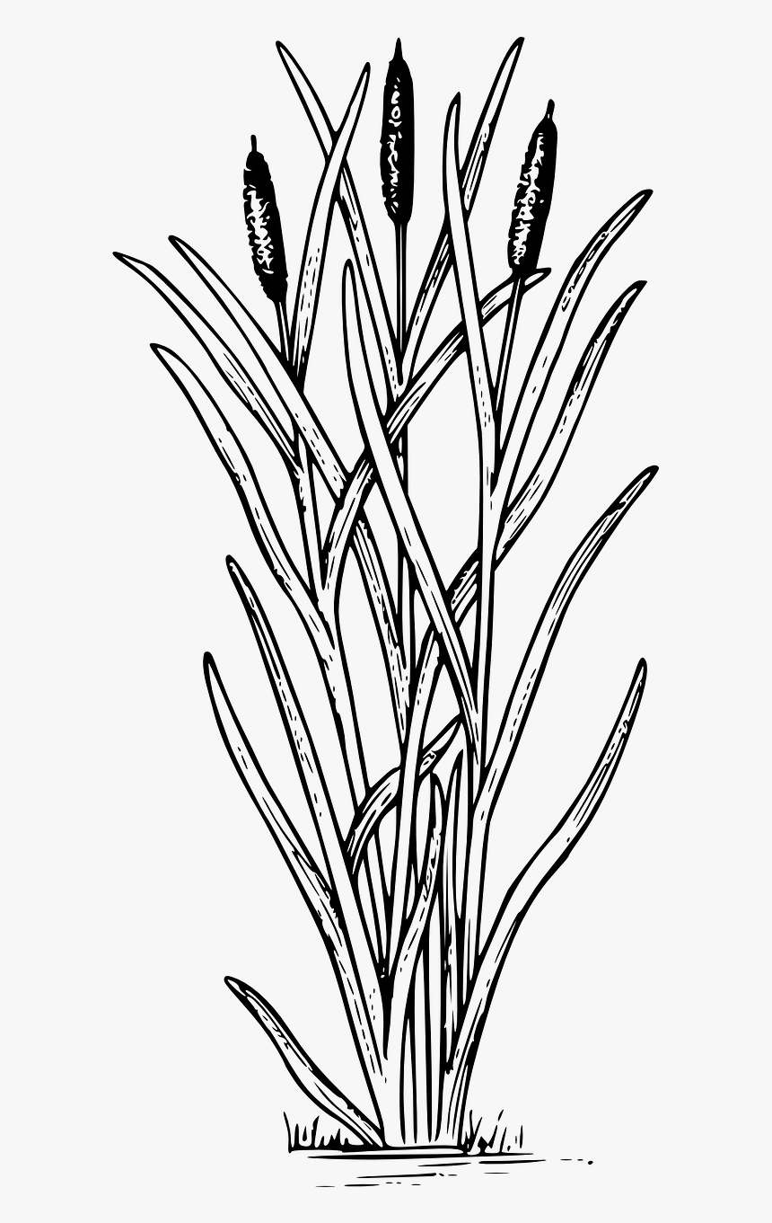Cattail Clipart, HD Png Download , Transparent Png Image - PNGitem