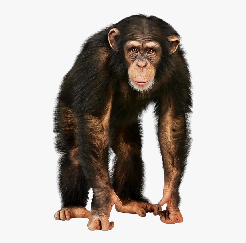 Monkey Face Ladyjeka - Monkey Png, Transparent Png , Transparent Png ...