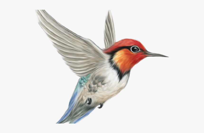 Bird Transparent Background, HD Png Download , Transparent Png Image ...