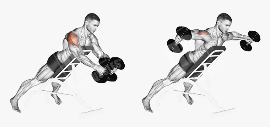 Incline Rear Lateral Raises, HD Png Download , Transparent Png Image ...