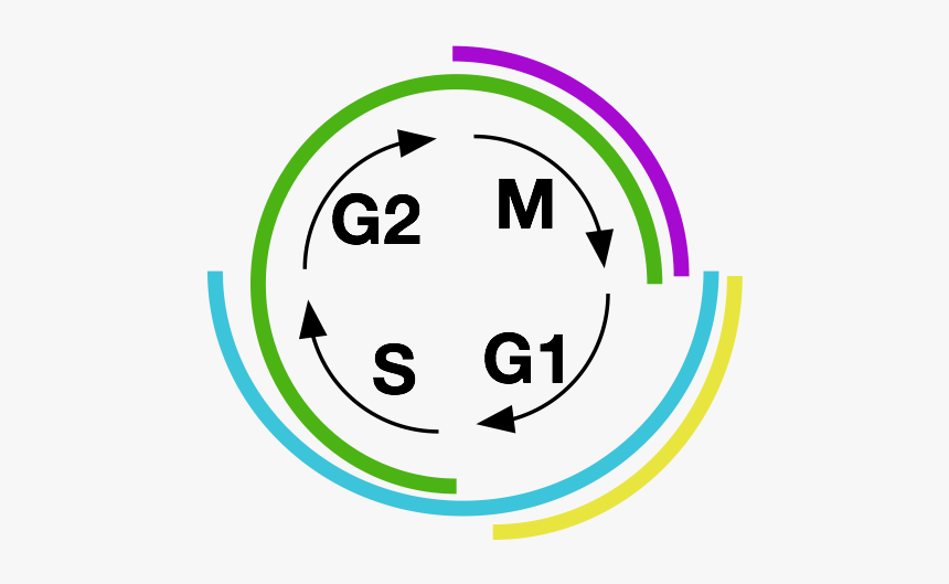 Each Portion Of The Cell Cycle Is Marked By A Distinctive - Cell Cycle ...