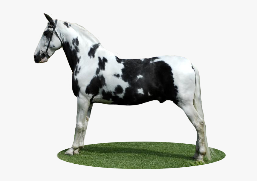 Stallion, HD Png Download , Transparent Png Image - PNGitem